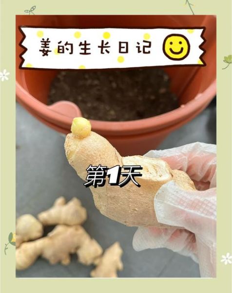生姜怎么种_生姜种植时间和方法-第1张图片-山城妙识