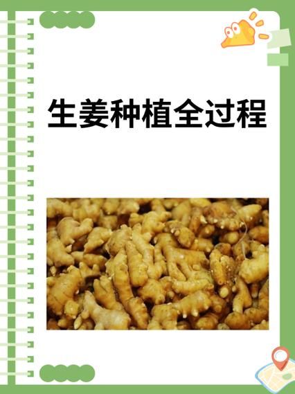 生姜怎么种_生姜种植时间和方法-第2张图片-山城妙识