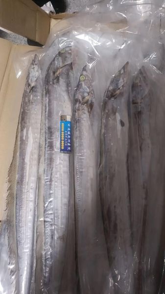 冻带鱼怎么处理_超市买的冻带鱼怎么清洗-第2张图片-山城妙识 冻带鱼怎么处理_超市买的冻带鱼怎么清洗-第2张图片-山城妙识