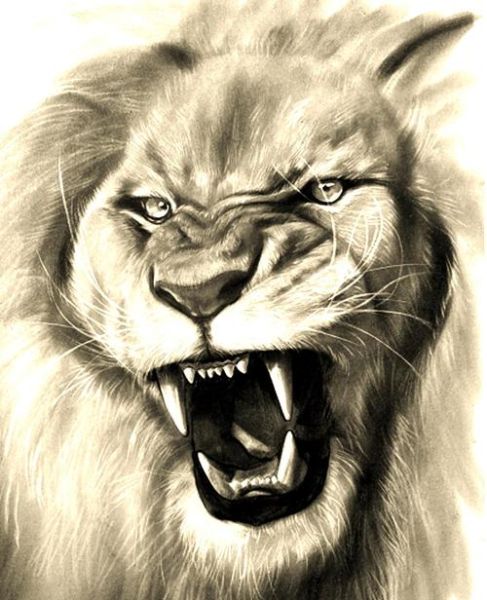 素描狮子头图片大全_如何画好狮子头素描-第2张图片-山城妙识 素描狮子头图片大全_如何画好狮子头素描-第2张图片-山城妙识