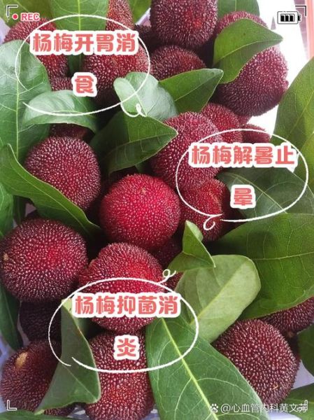 杨梅的营养价值及功效_吃杨梅会上火吗-第1张图片-山城妙识