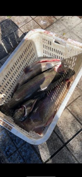 虹鳟鱼营养价值_虹鳟鱼适合什么人吃-第3张图片-山城妙识