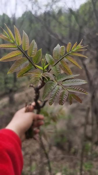 香椿芽图片_香椿芽怎么保存-第3张图片-山城妙识