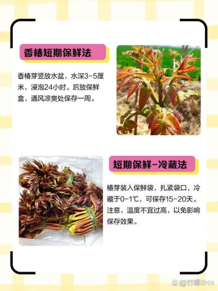 香椿芽图片_香椿芽怎么保存-第1张图片-山城妙识