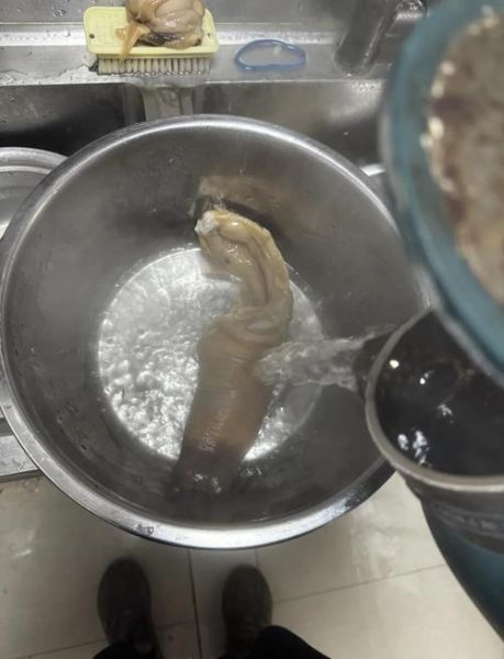 象拔蚌怎么处理_象拔蚌清洗步骤-第3张图片-山城妙识