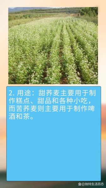 甜荞麦图片_甜荞麦和苦荞麦的区别-第1张图片-山城妙识 甜荞麦图片_甜荞麦和苦荞麦的区别-第1张图片-山城妙识