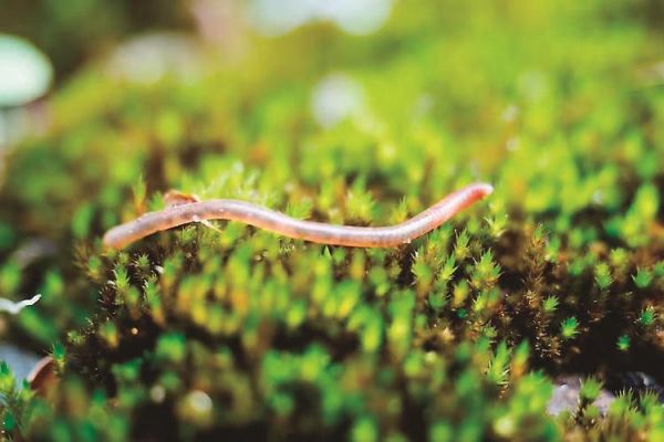 蚯蚓图片怎么拍_蚯蚓长什么样-第2张图片-山城妙识