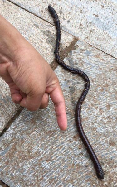 蚯蚓图片怎么拍_蚯蚓长什么样-第3张图片-山城妙识