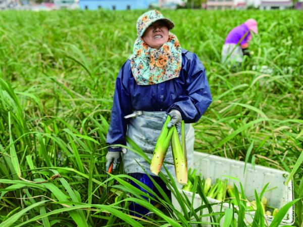 茭白怎么种_茭白田间管理技巧-第3张图片-山城妙识