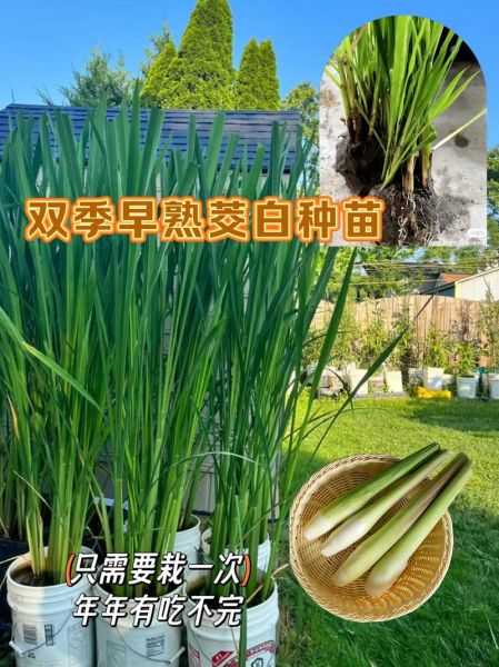 茭白怎么种_茭白田间管理技巧-第2张图片-山城妙识