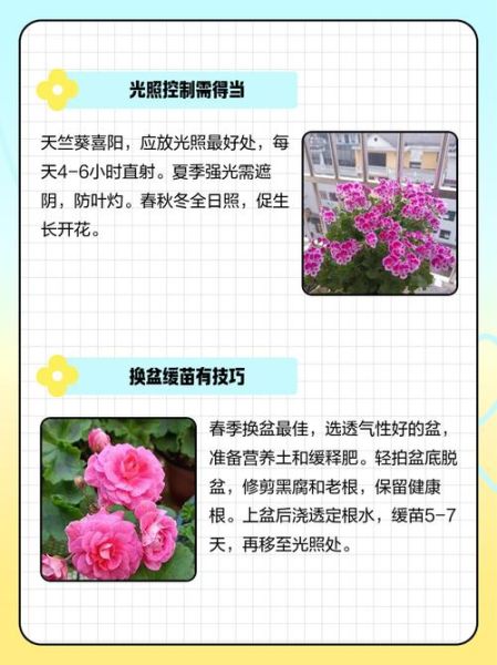 天竺葵怎么养_天竺葵养殖方法-第1张图片-山城妙识 天竺葵怎么养_天竺葵养殖方法-第1张图片-山城妙识