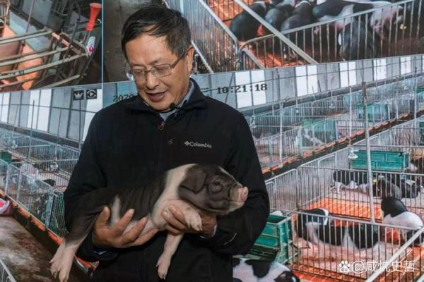 未来五年养猪前景如何_马云预测养猪业新趋势-第2张图片-山城妙识