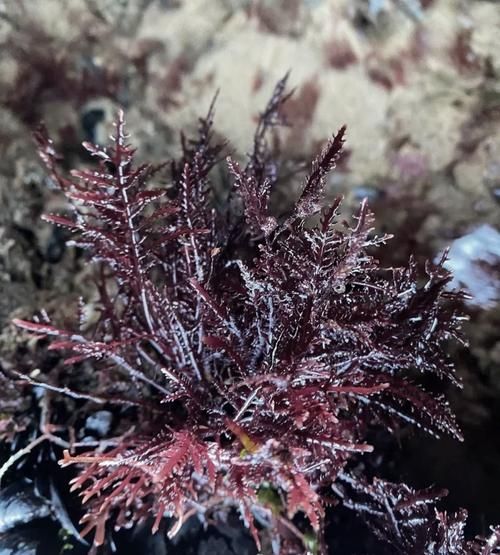 海菜凉粉怎么做_海菜凉粉凝固技巧-第1张图片-山城妙识 海菜凉粉怎么做_海菜凉粉凝固技巧-第1张图片-山城妙识