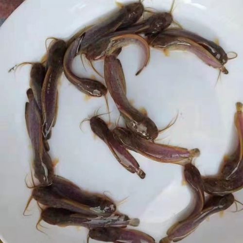 胡子鲶鱼多少钱一斤_胡子鲶鱼价格行情-第3张图片-山城妙识