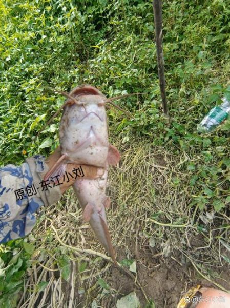 胡子鲶鱼多少钱一斤_胡子鲶鱼价格行情-第1张图片-山城妙识