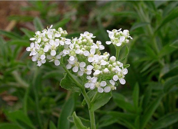 宽叶独行菜怎么吃_宽叶独行菜的功效与作用-第1张图片-山城妙识