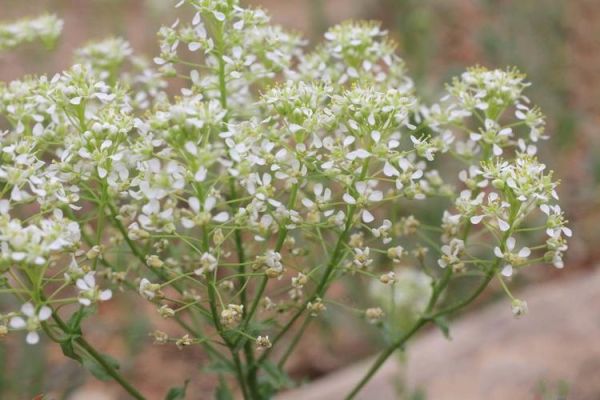 宽叶独行菜怎么吃_宽叶独行菜的功效与作用-第2张图片-山城妙识