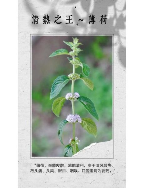 薄荷的功效与作用_薄荷的禁忌有哪些-第1张图片-山城妙识