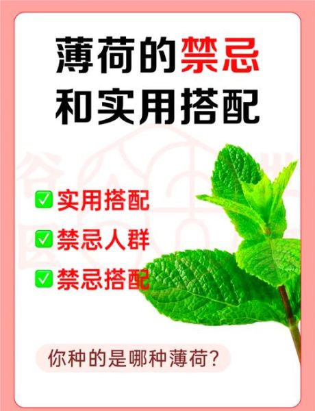 薄荷的功效与作用_薄荷的禁忌有哪些-第3张图片-山城妙识