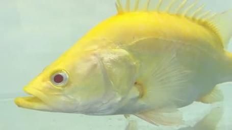 黄金桂是什么鱼_黄金桂鱼多少钱一斤-第1张图片-山城妙识 黄金桂是什么鱼_黄金桂鱼多少钱一斤-第1张图片-山城妙识