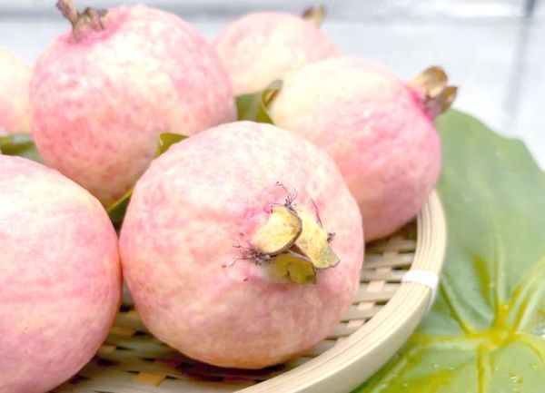 红心芭乐怎么吃_红心芭乐吃法大全-第3张图片-山城妙识 红心芭乐怎么吃_红心芭乐吃法大全-第3张图片-山城妙识