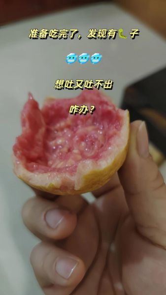 红心芭乐怎么吃_红心芭乐吃法大全-第1张图片-山城妙识 红心芭乐怎么吃_红心芭乐吃法大全-第1张图片-山城妙识