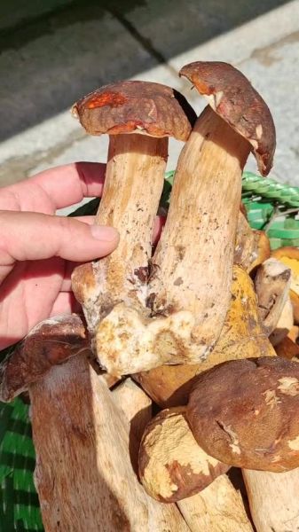 大腿蘑菇图片_有毒吗-第1张图片-山城妙识