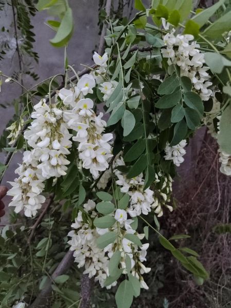 槐花怎么保存最好_新鲜槐花长期保存方法-第1张图片-山城妙识