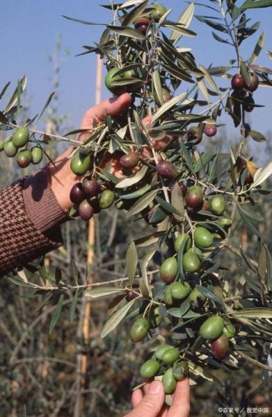 南酸枣图片长什么样_南酸枣图片怎么拍好看-第3张图片-山城妙识