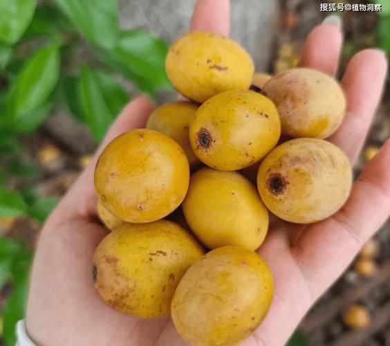 南酸枣图片长什么样_南酸枣图片怎么拍好看-第1张图片-山城妙识