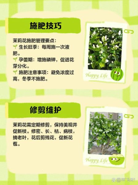 茉莉花怎么养_茉莉花养殖方法和注意事项-第1张图片-山城妙识