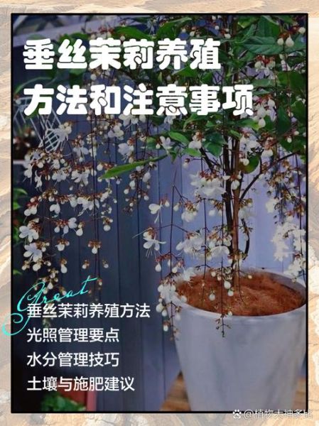 茉莉花怎么养_茉莉花养殖方法和注意事项-第3张图片-山城妙识