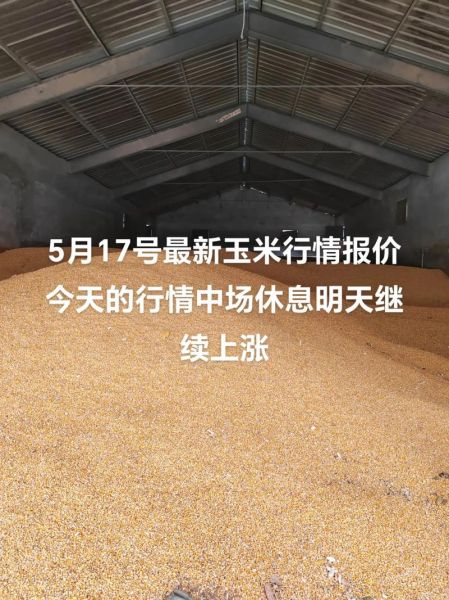 2021年7月玉米价格多少钱_玉米行情回顾-第3张图片-山城妙识