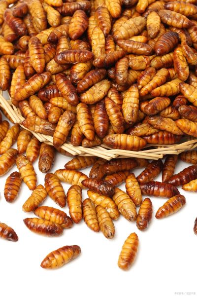 蚕蛹中间的黑心是什么_蚕蛹黑心能吃吗-第3张图片-山城妙识