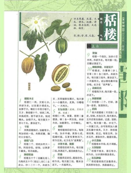 栝楼的功效与作用_栝楼怎么吃效果最好-第3张图片-山城妙识