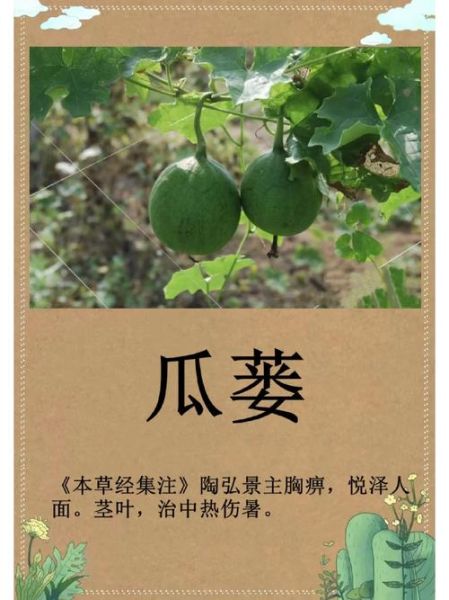 栝楼的功效与作用_栝楼怎么吃效果最好-第2张图片-山城妙识