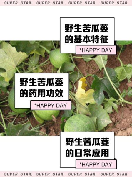 栝楼的功效与作用_栝楼怎么吃效果最好-第1张图片-山城妙识