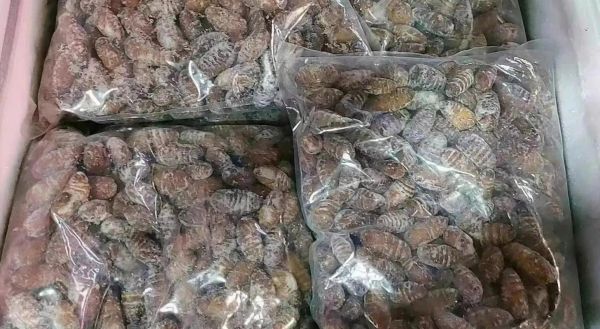 蚕蛹中间的黑心是什么_蚕蛹黑心能吃吗-第2张图片-山城妙识