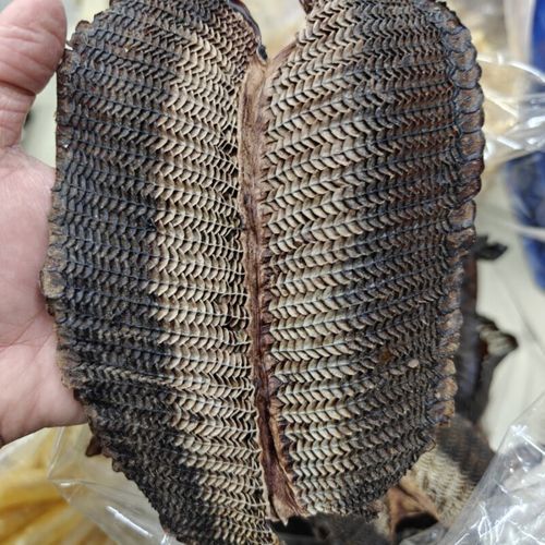 膨鱼鳃多少钱一斤_膨鱼鳃价格行情-第1张图片-山城妙识