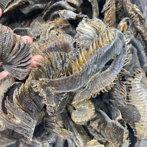 膨鱼鳃多少钱一斤_膨鱼鳃价格行情-第2张图片-山城妙识