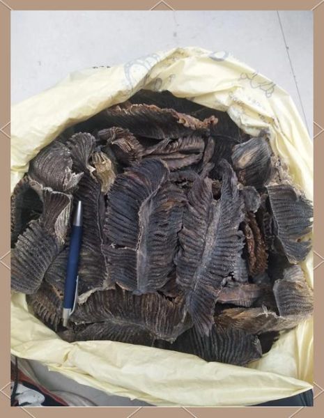 膨鱼鳃多少钱一斤_膨鱼鳃价格行情-第3张图片-山城妙识