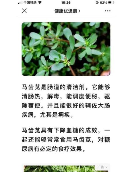 马苋菜怎么吃_马苋菜的做法大全-第3张图片-山城妙识
