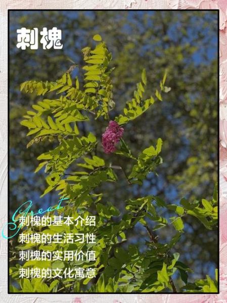 红花刺槐图片_如何辨别真假-第2张图片-山城妙识