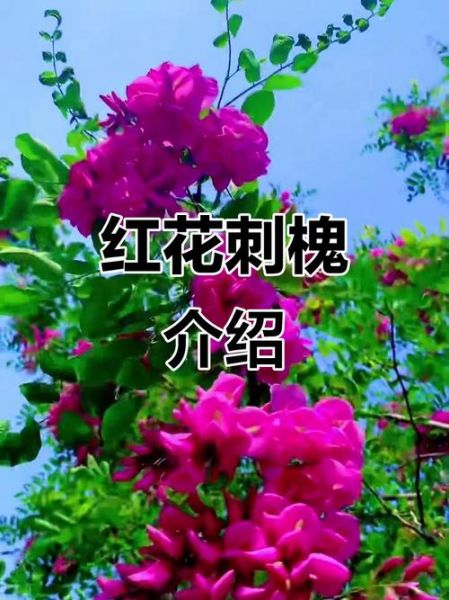 红花刺槐图片_如何辨别真假-第1张图片-山城妙识