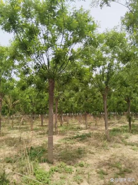 红花刺槐图片_如何辨别真假-第3张图片-山城妙识