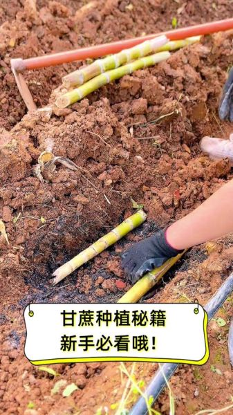 甘蔗怎么种植_甘蔗种植时间和方法-第1张图片-山城妙识 甘蔗怎么种植_甘蔗种植时间和方法-第1张图片-山城妙识