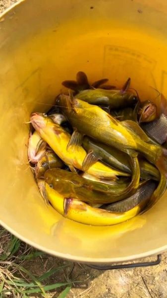 清蒸黄辣丁鱼怎么做_黄辣丁鱼清蒸要蒸多久-第3张图片-山城妙识