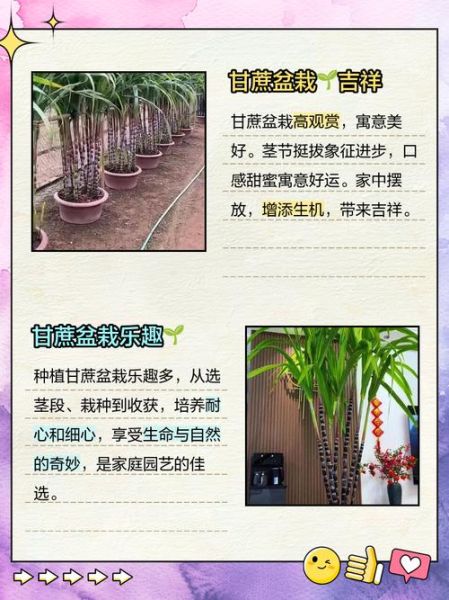 甘蔗怎么种植_甘蔗种植时间和方法-第2张图片-山城妙识 甘蔗怎么种植_甘蔗种植时间和方法-第2张图片-山城妙识