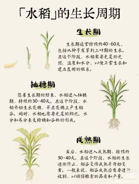甘蔗怎么种植_甘蔗种植时间和方法-第3张图片-山城妙识 甘蔗怎么种植_甘蔗种植时间和方法-第3张图片-山城妙识