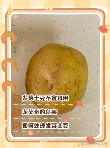 发芽土豆能吃吗_怎样处理才安全-第1张图片-山城妙识 发芽土豆能吃吗_怎样处理才安全-第1张图片-山城妙识